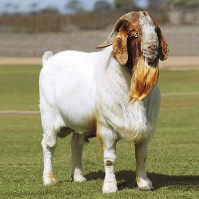 História I Associação Brasileira de Criadores de Caprinos Boer